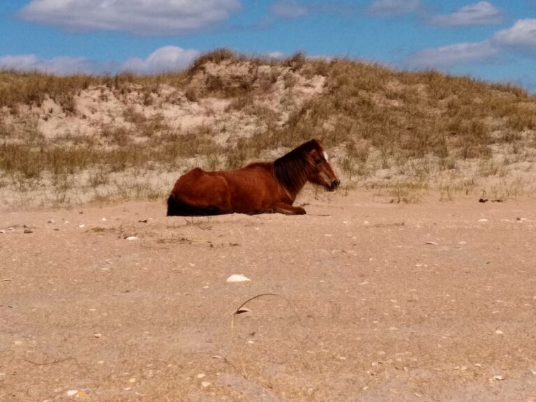 Where to see the wild horses of NC - The NC Coast